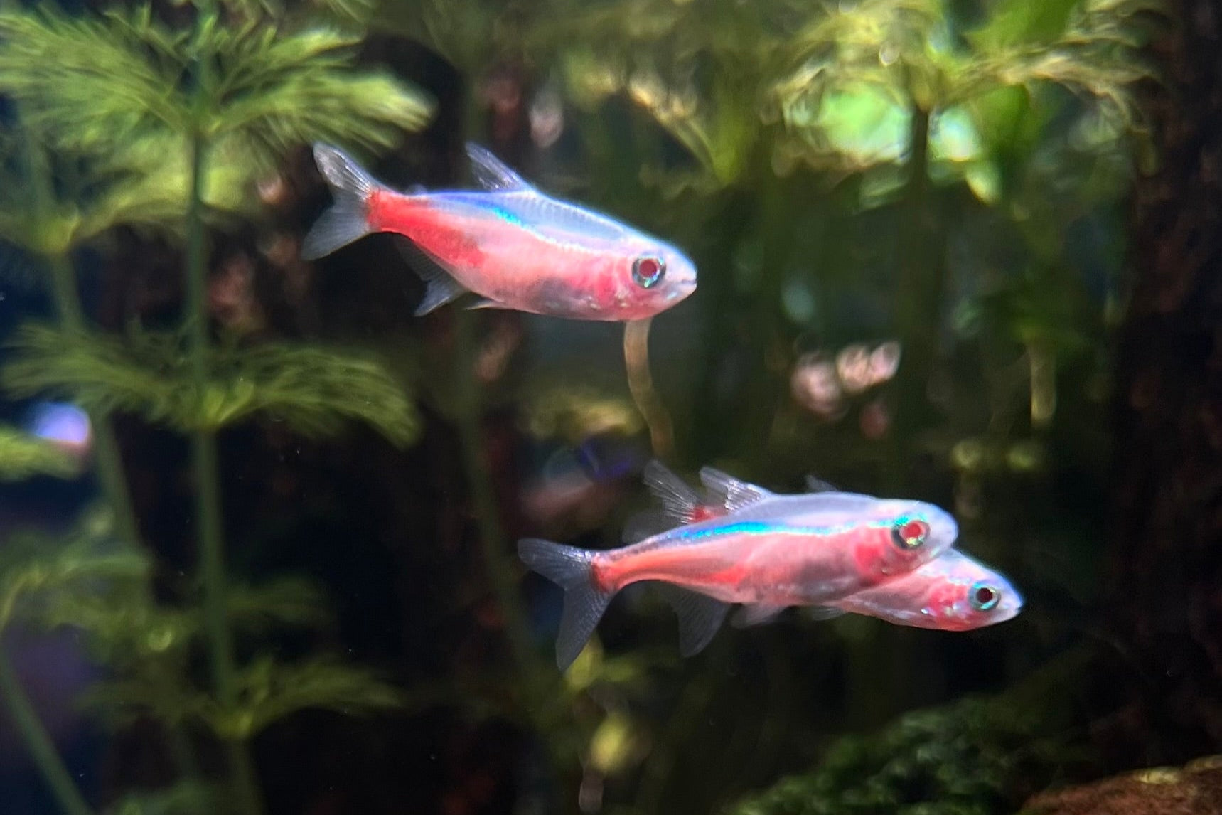 Albino Neon Tetra – CK Fishworld