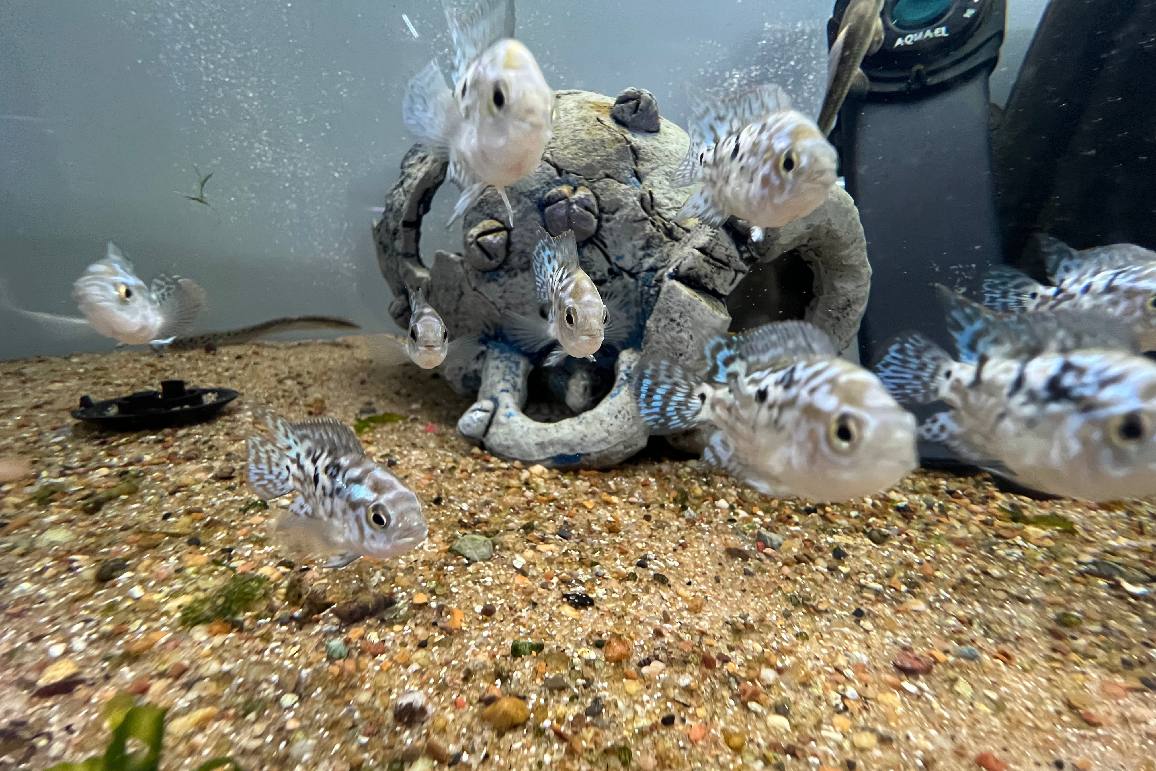 Electric Blue Jack Dempsey – CK Fishworld