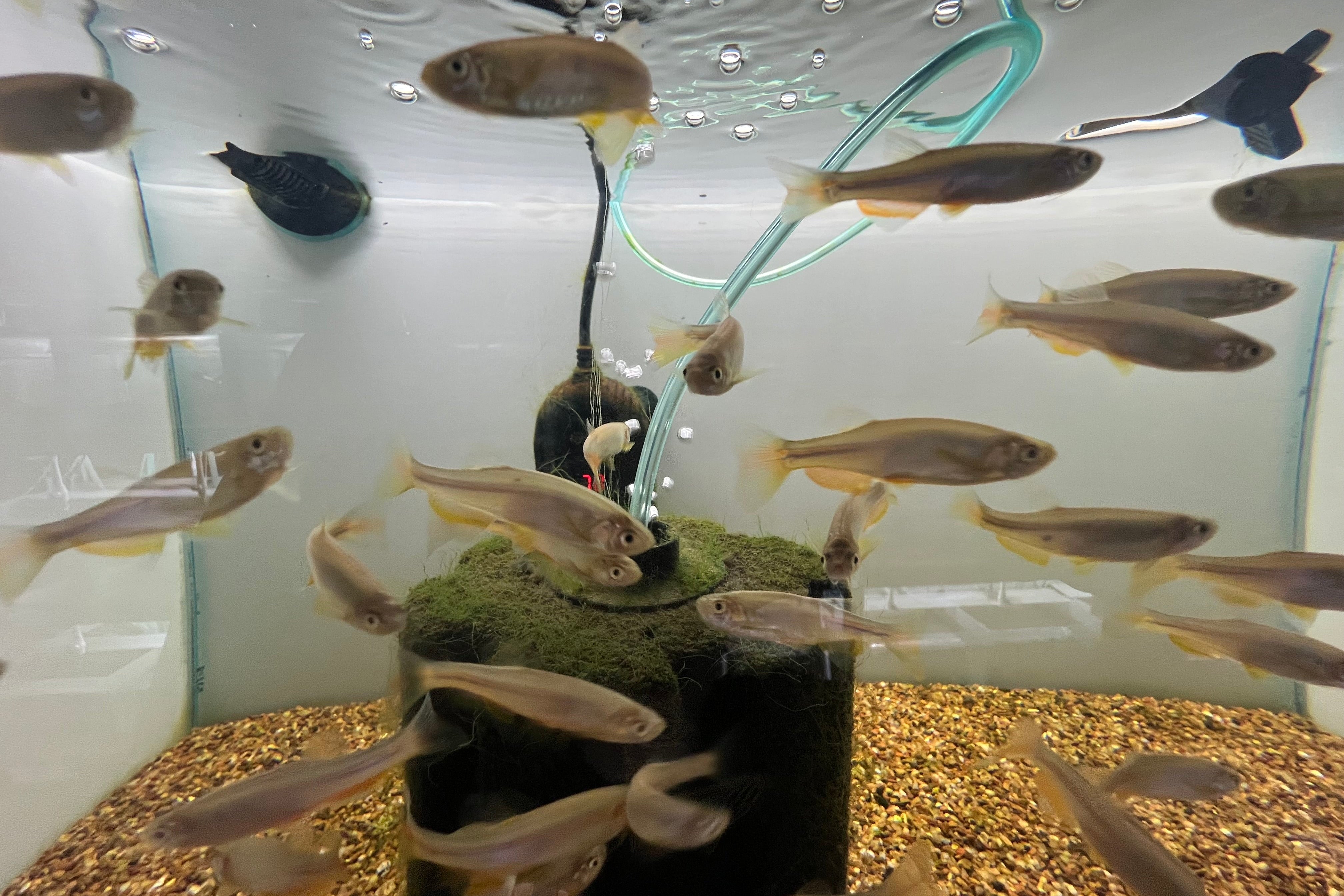 Pearl Danio – CK Fishworld