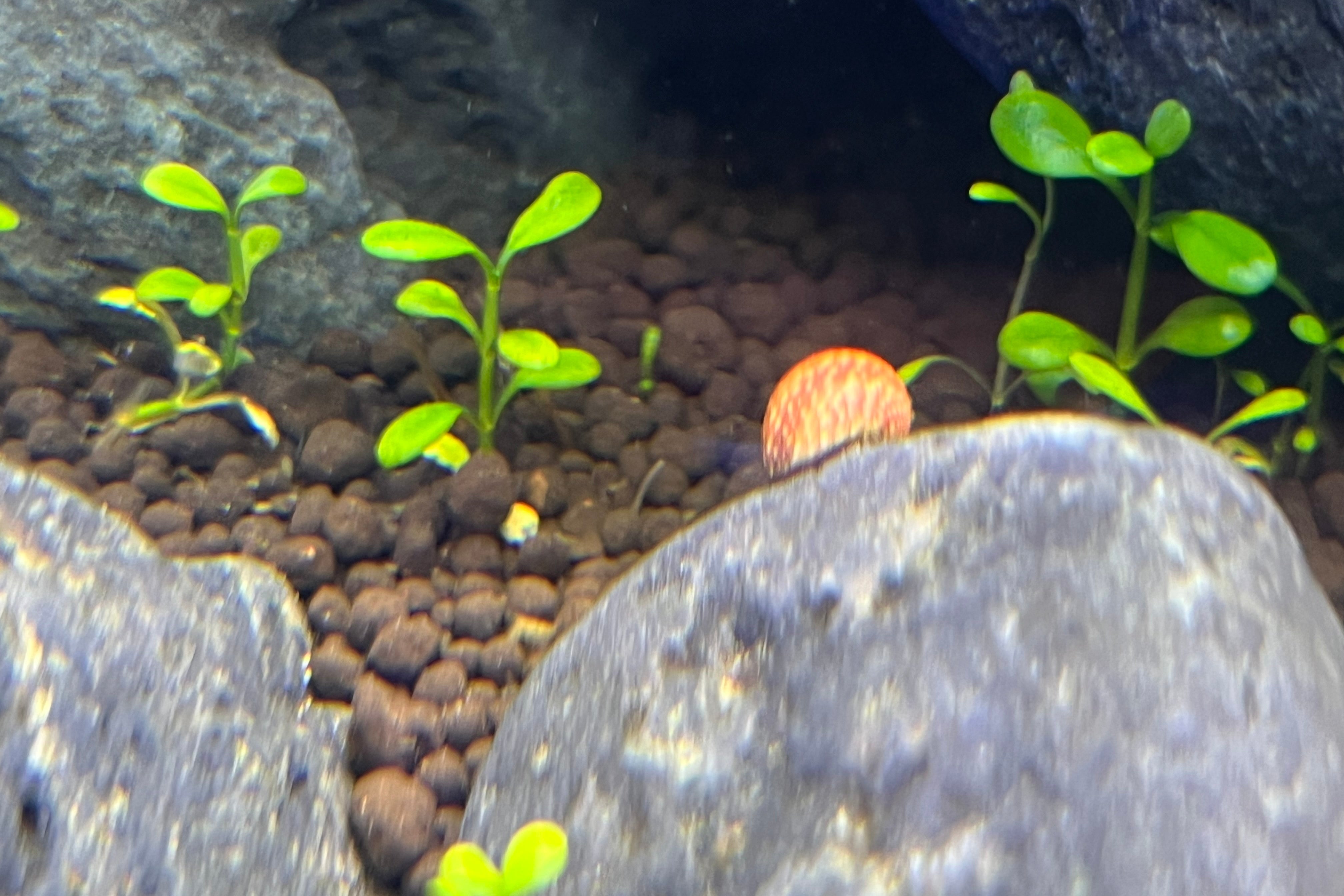 Pumpkin Nerite Snail – CK Fishworld