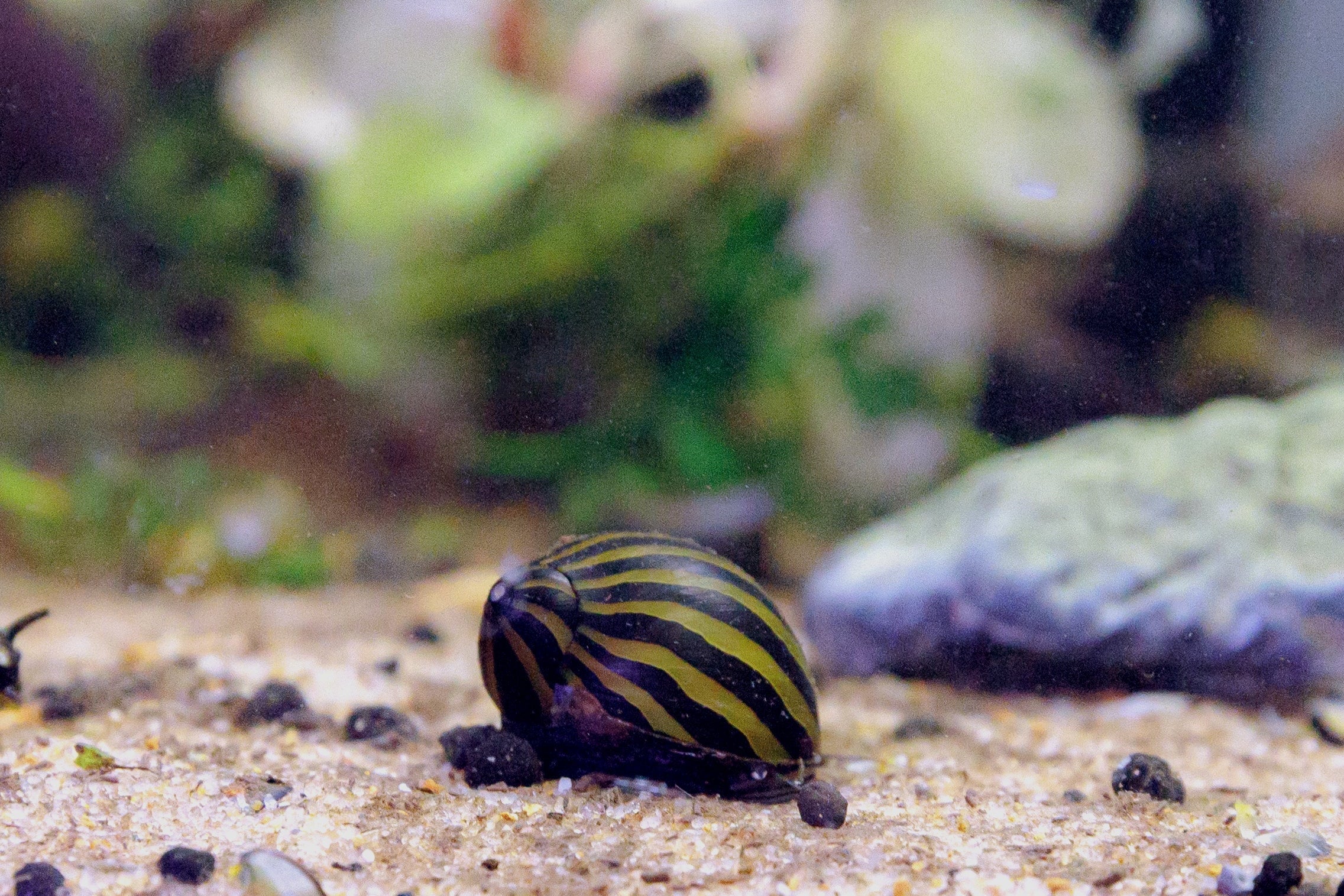 Freshwater Snail for Sale: Algae Eating Clean-Up Crew – CK Fishworld