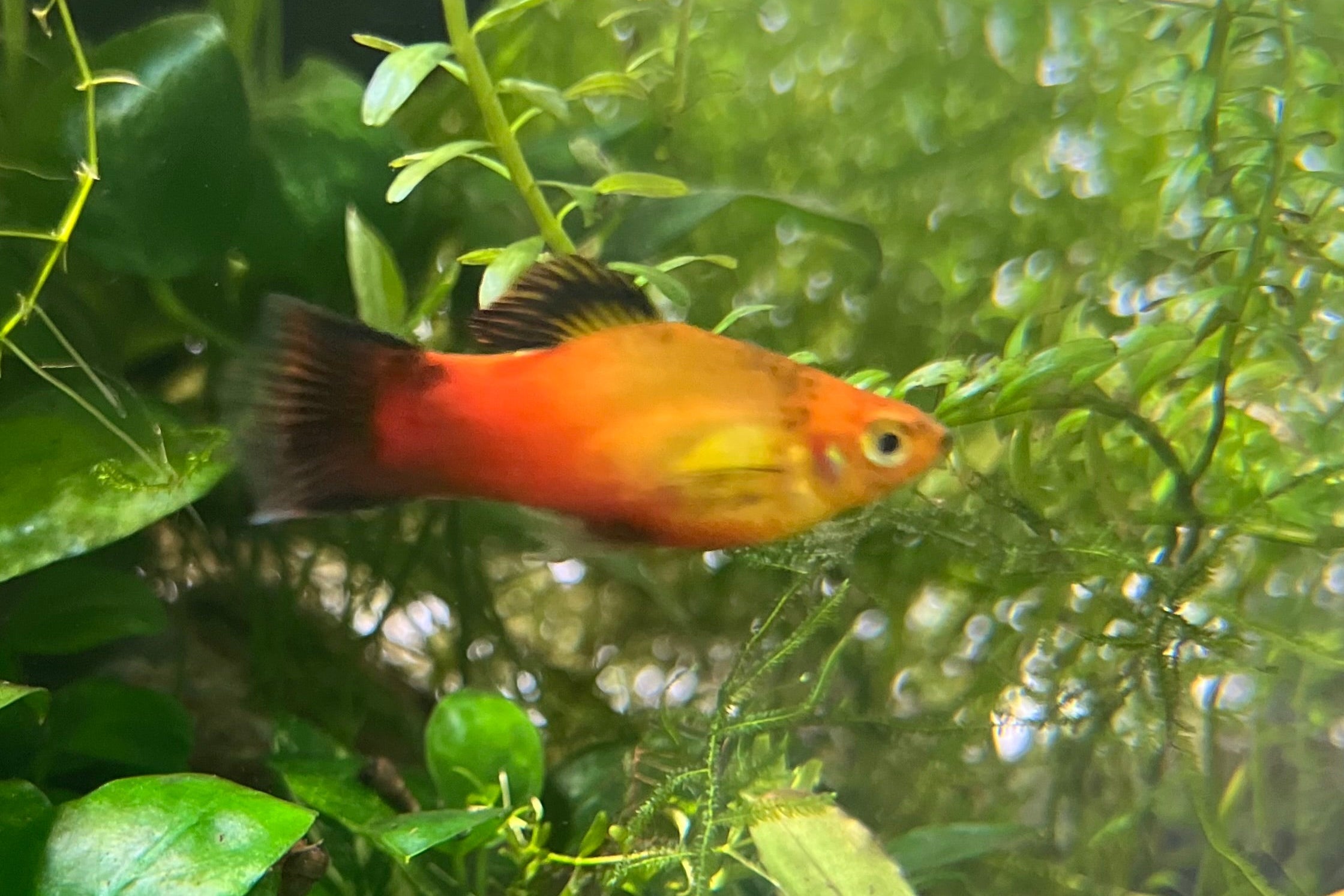 Platy – CK Fishworld