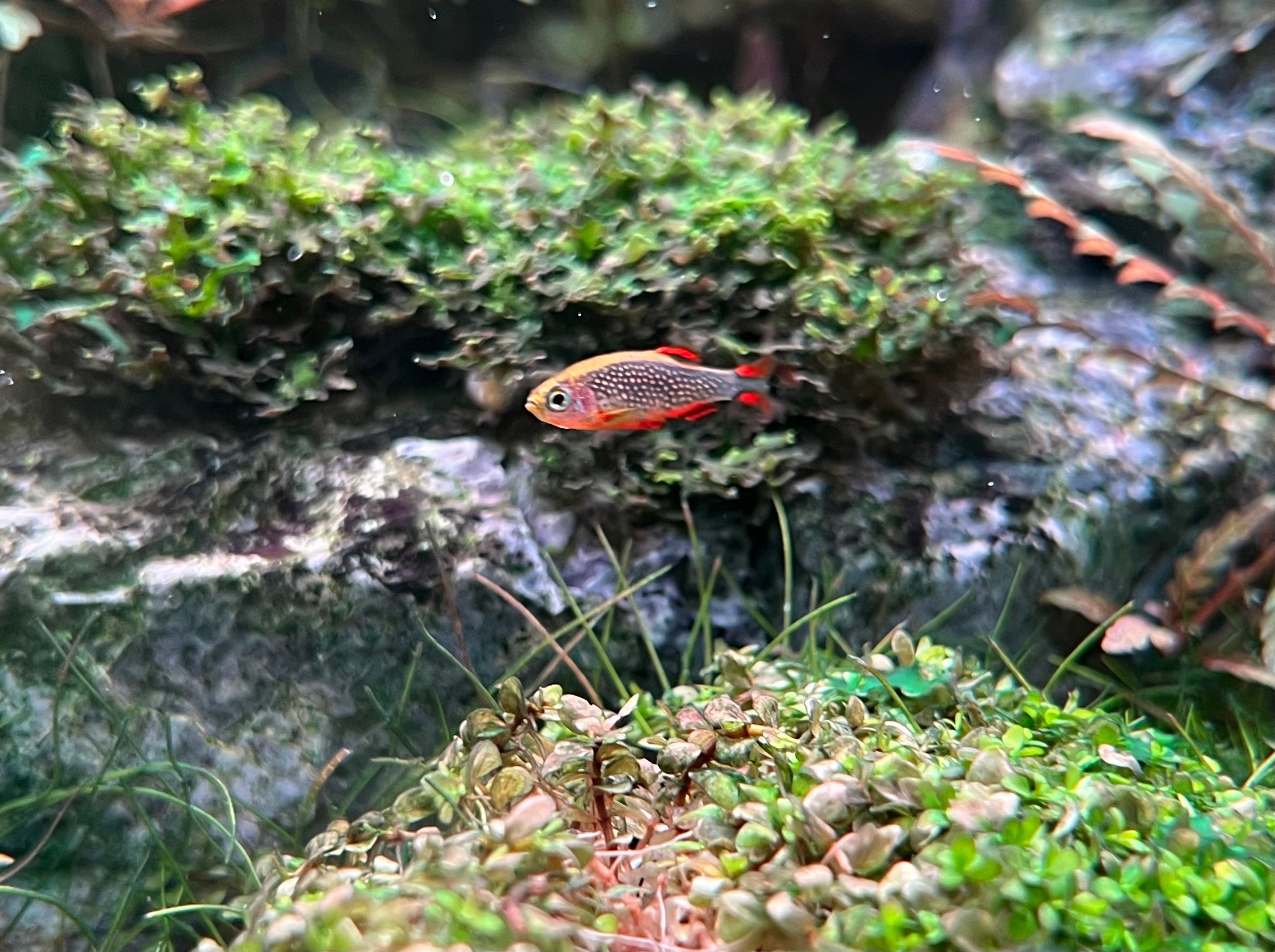 Danio for Sale: Freshwater Community Nano Fish – CK Fishworld