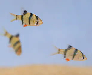 Freshwater Barb for Sale: Overnight Shipping (Live Arrival Guaranteed ...