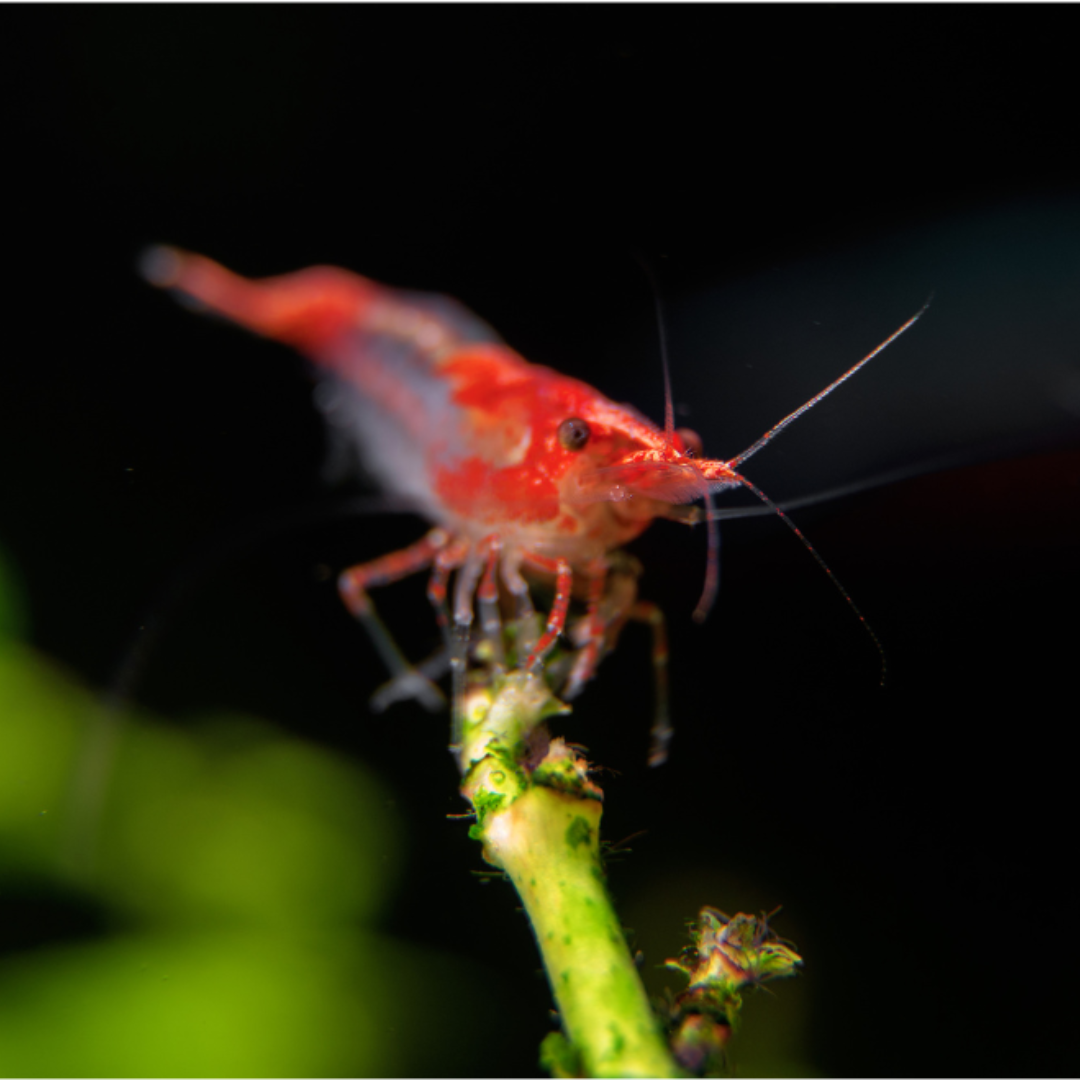 Freshwater Invertebrates for Sale: Shrimp, Snails, Crabs, & Crayfish ...