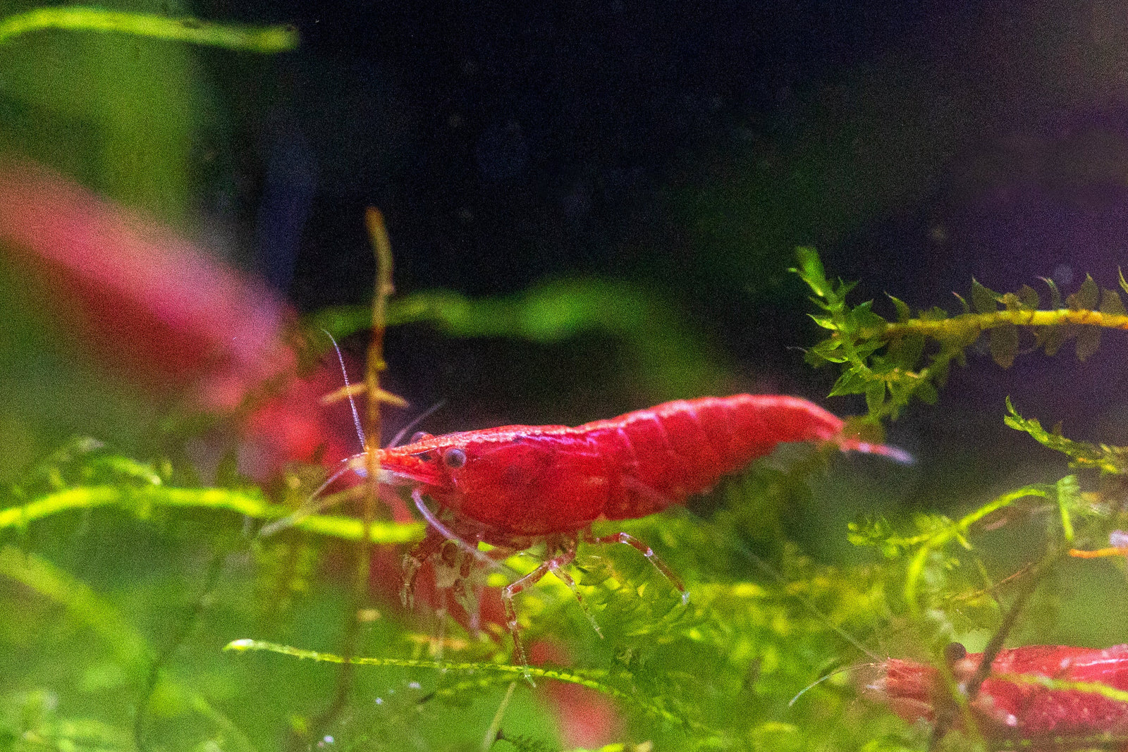 CK Fishworld