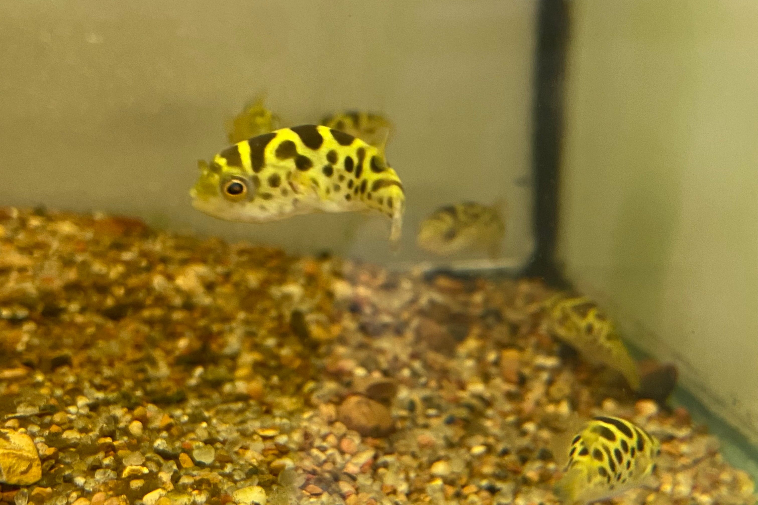 Freshwater – CK Fishworld