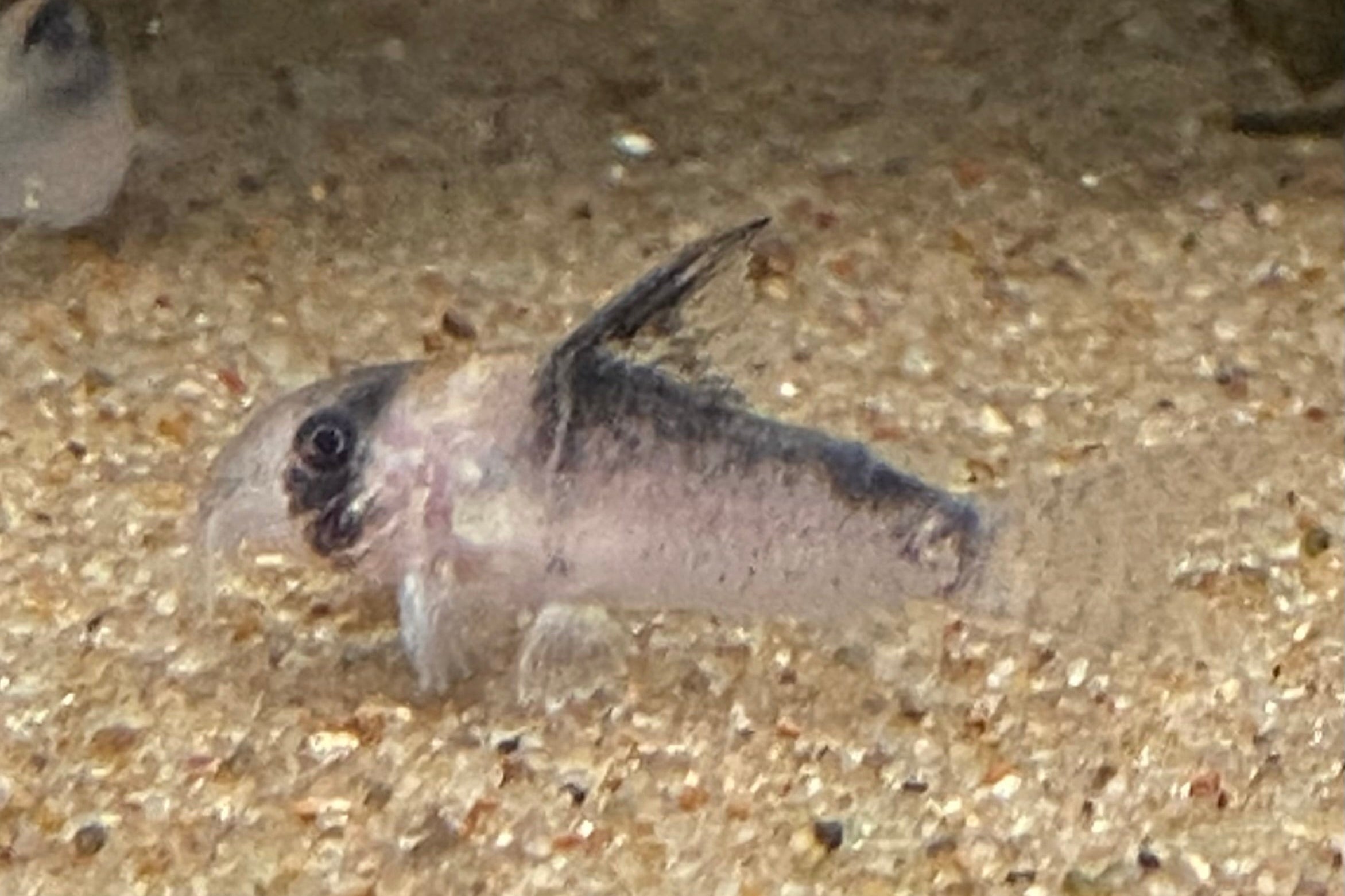 Adolfo’s Cory – CK Fishworld