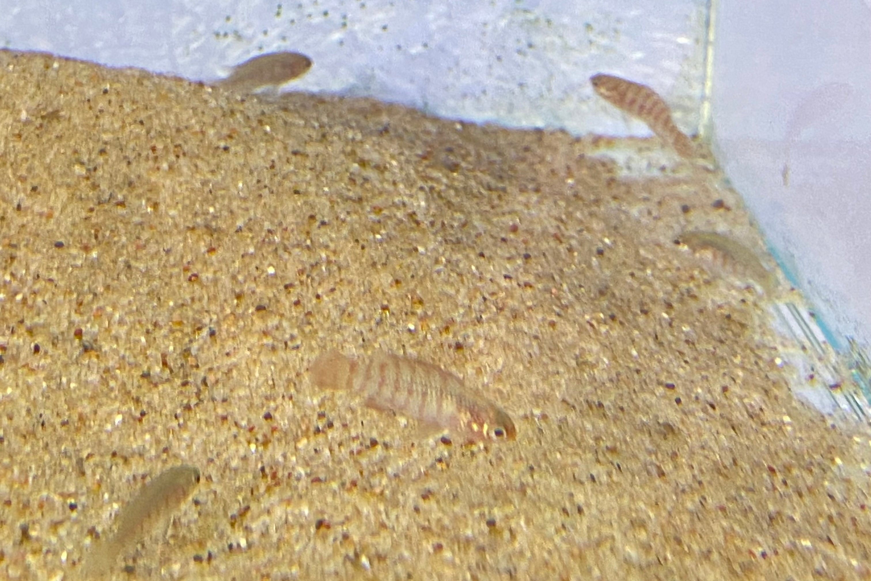 Scarlet Badis – CK Fishworld