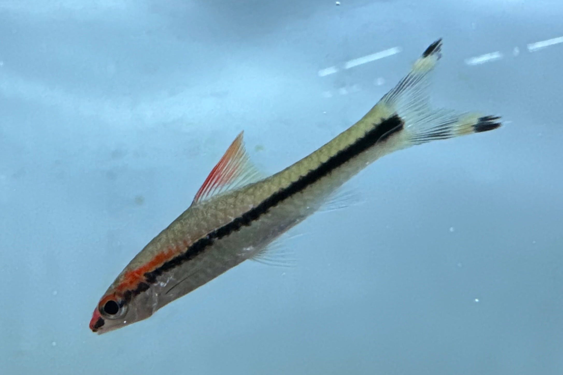 Roseline Shark for Sale | Denisonii Barb (Sahyadria denisonii) – CK ...
