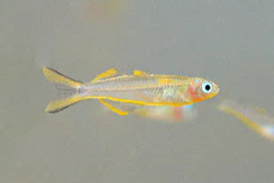Forktail Blue Eye Rainbow – CK Fishworld
