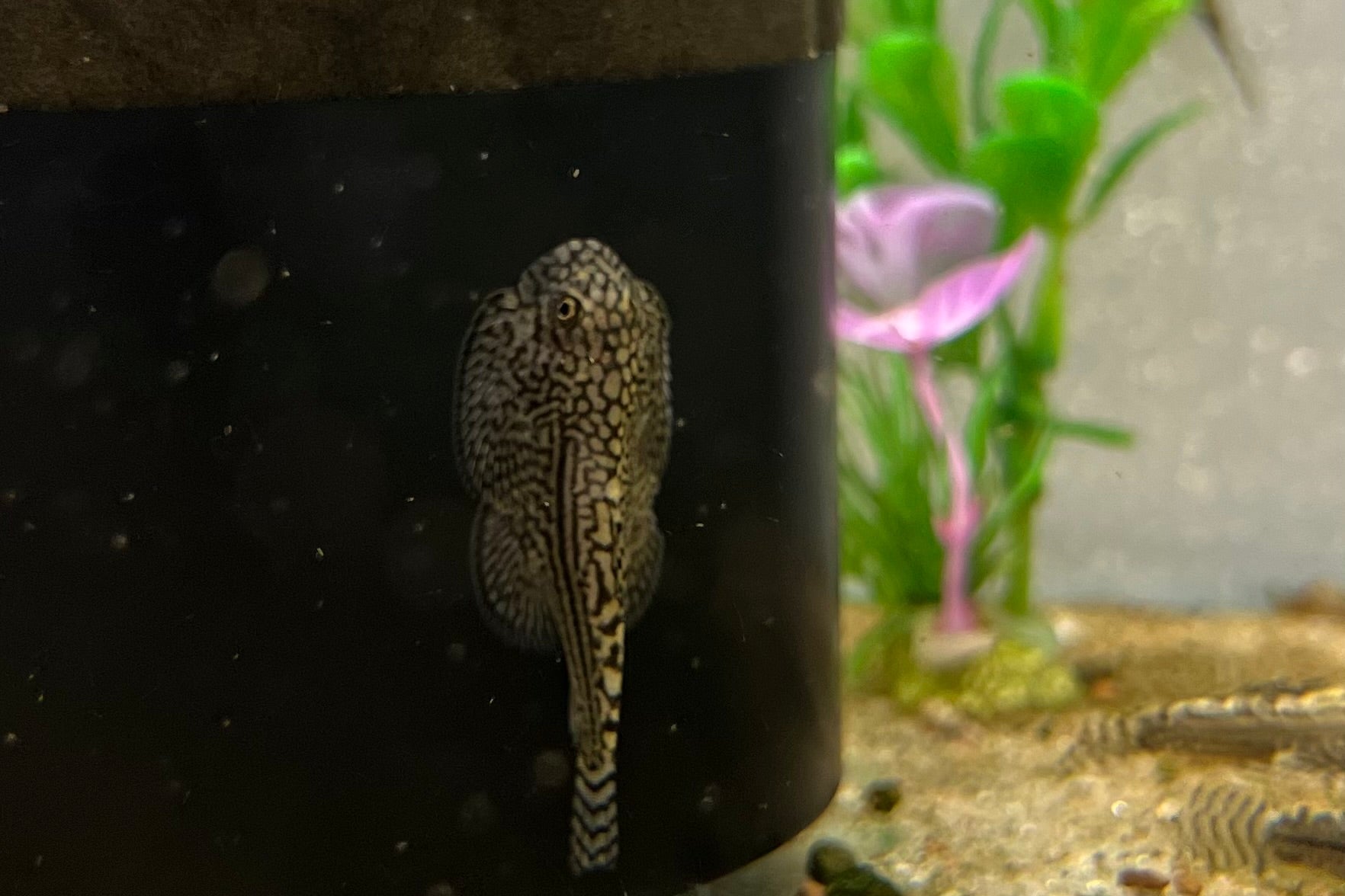 Striped Butterfly Reticulated Tiger Hillstream Loach – CK Fishworld