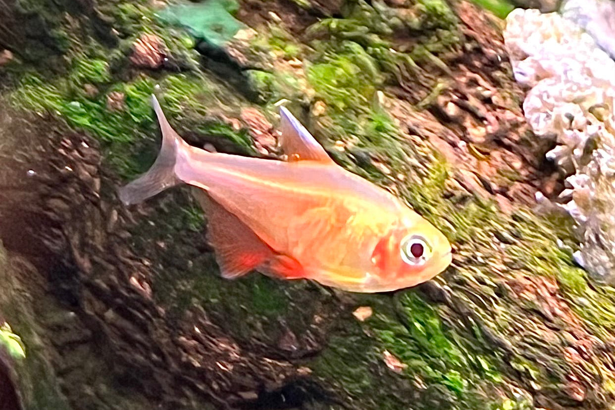 CK Fishworld