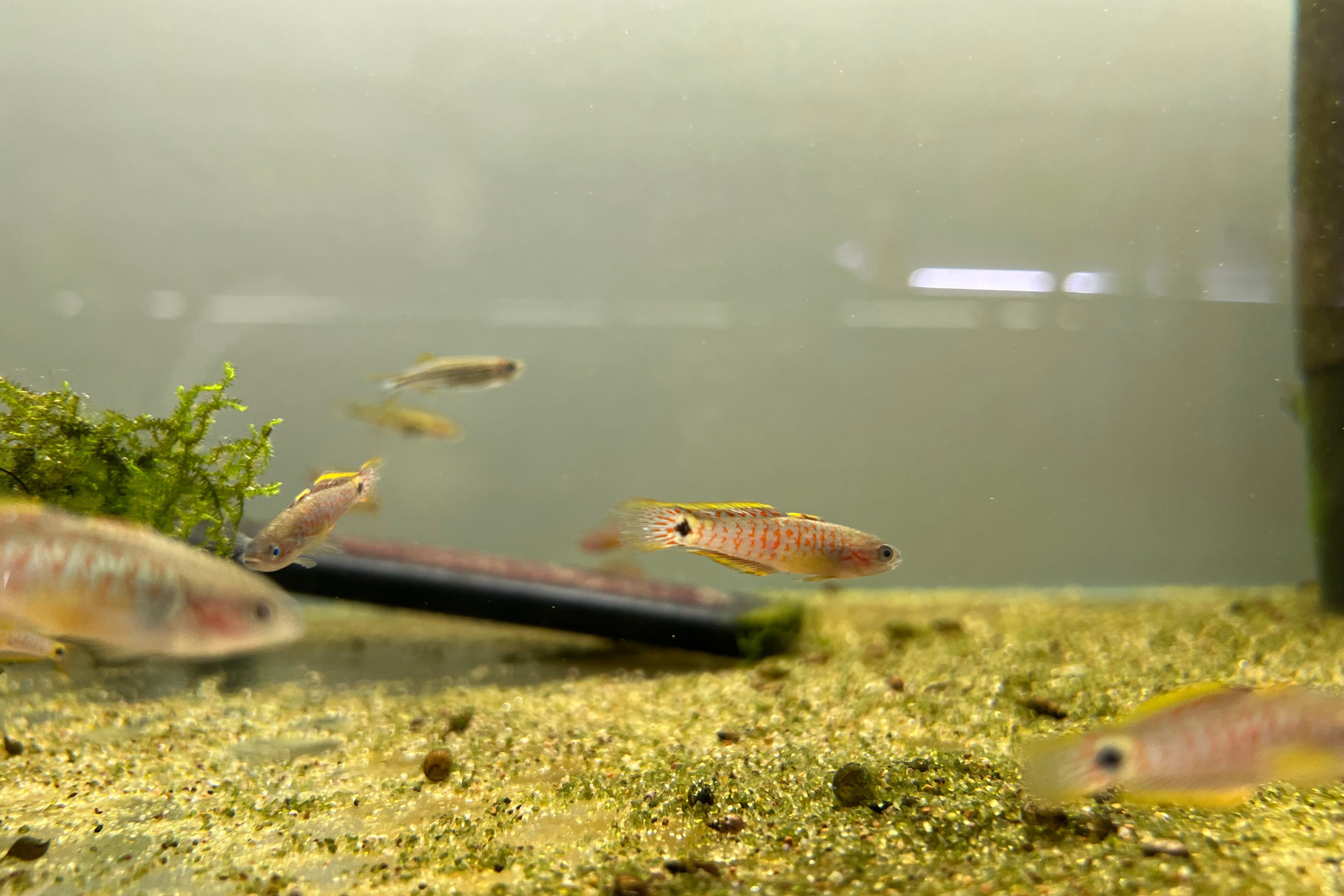 New Arrivals – CK Fishworld