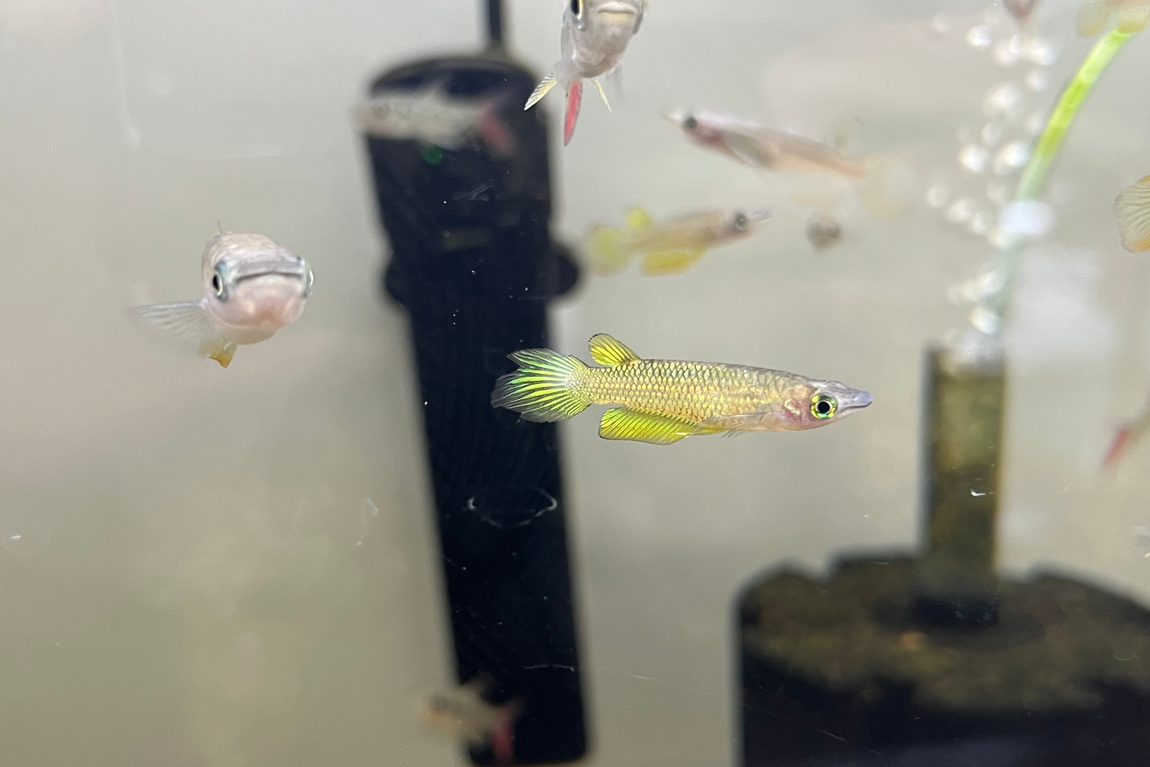 Golden Wonder Killifish – CK Fishworld