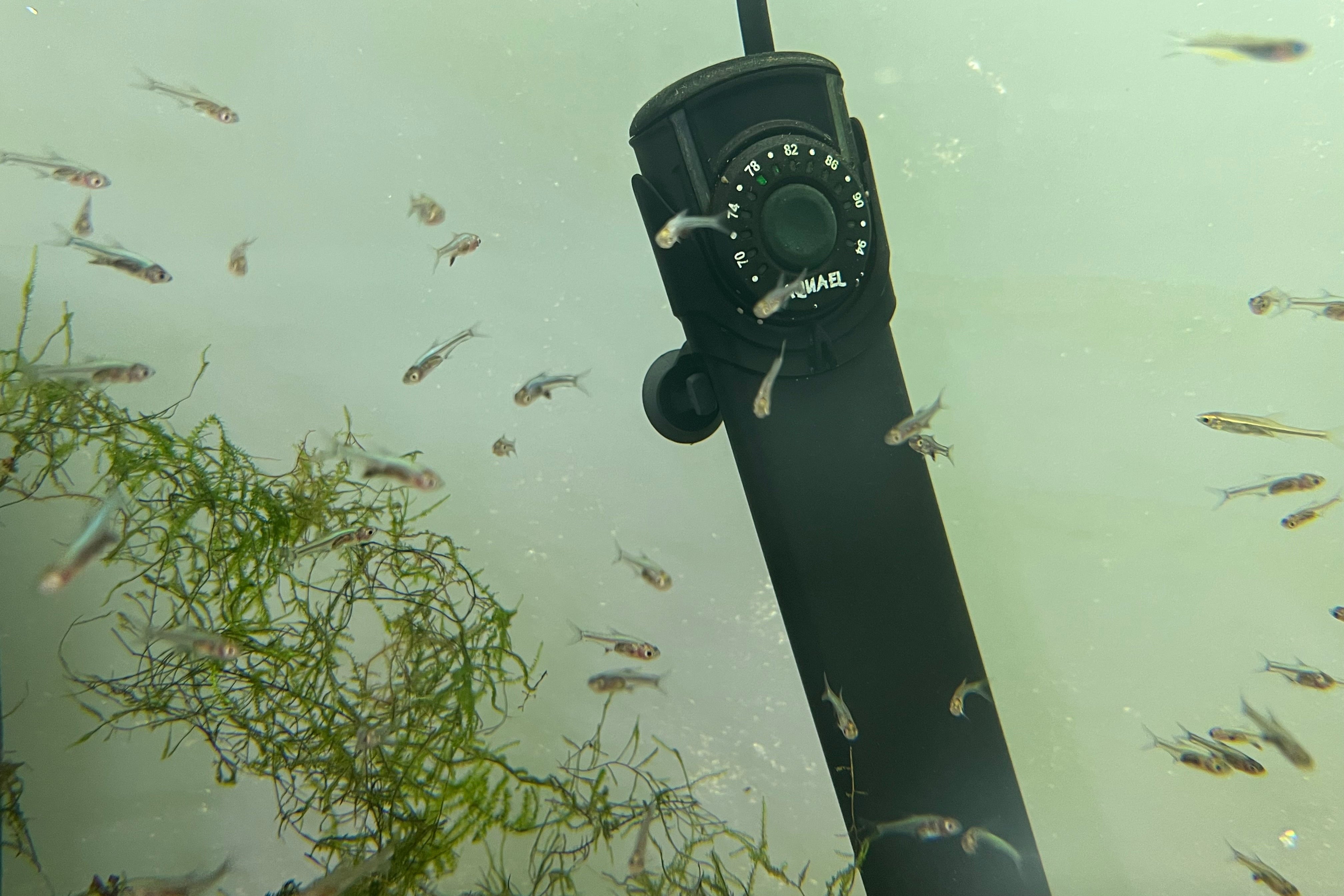 Axelrod Rasbora for Sale | Nano Freshwater Schooling Fish – CK Fishworld