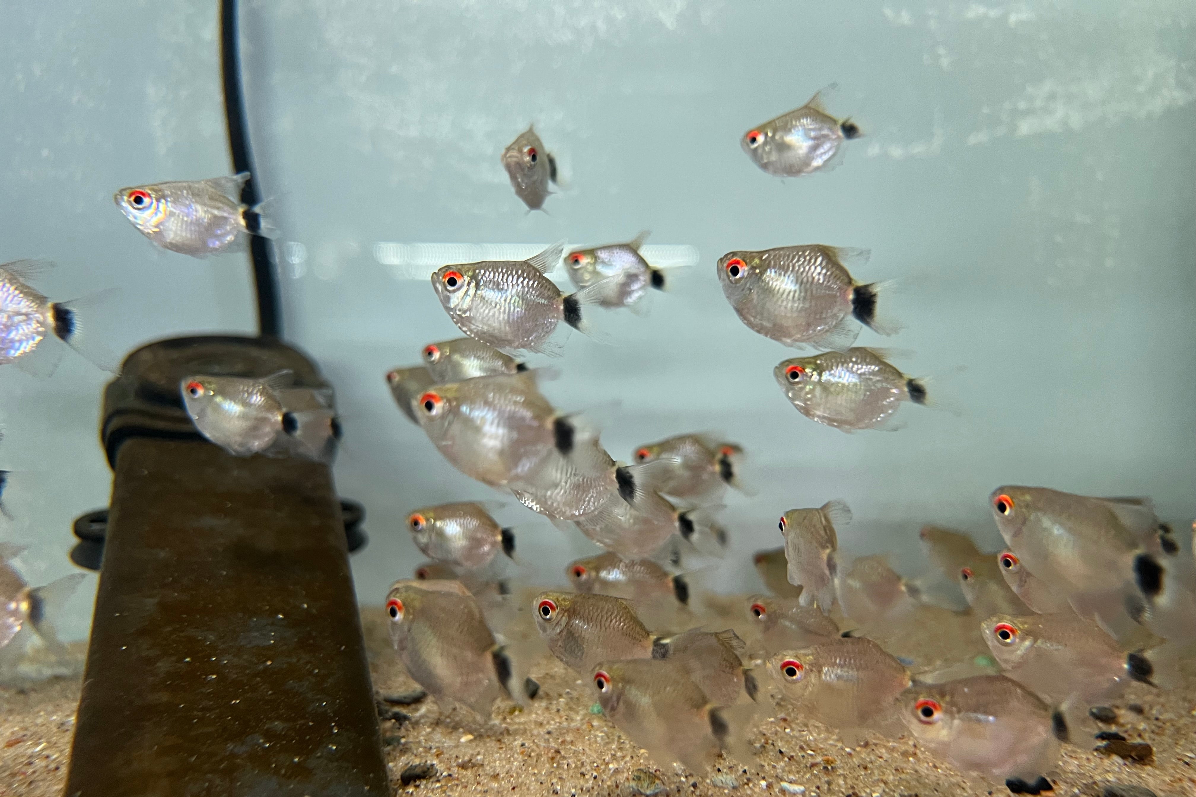 Balloon Red Eye Tetra for Sale | Overnight Shipping – CK Fishworld