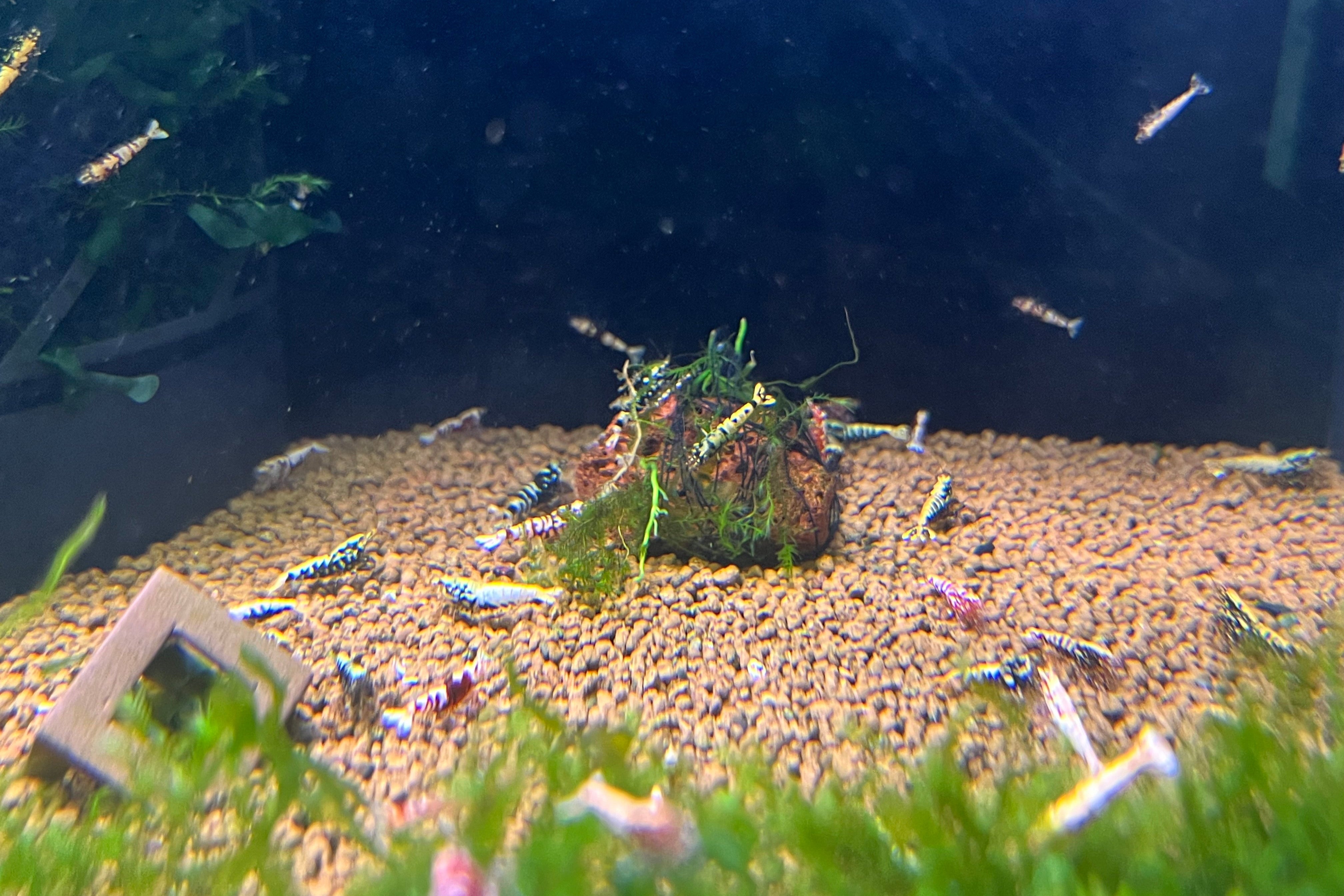 Galaxy Pinto Shrimp – CK Fishworld