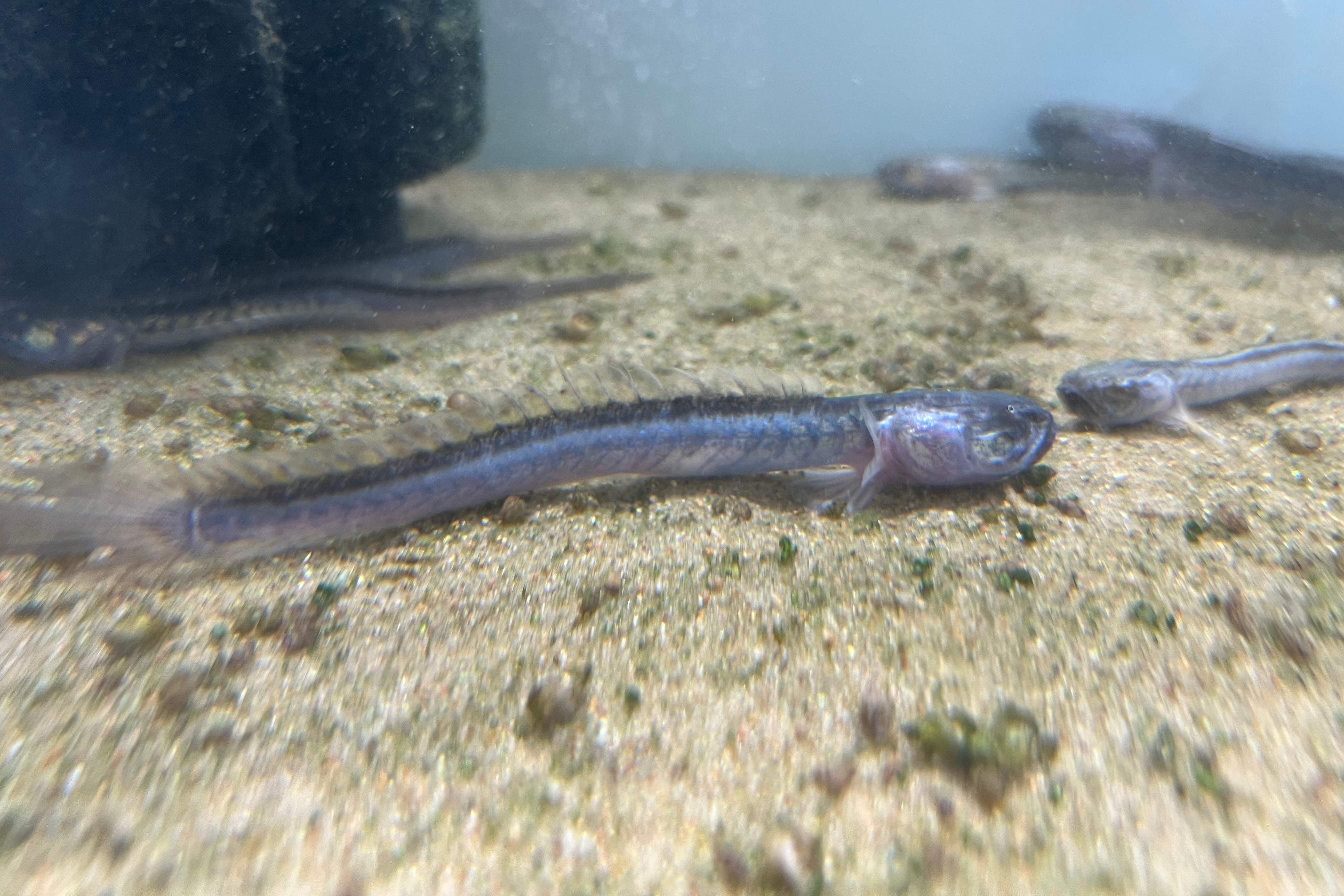 Dragon Goby for Sale | Violet Goby (Gobiodes broussonnetii) – CK Fishworld