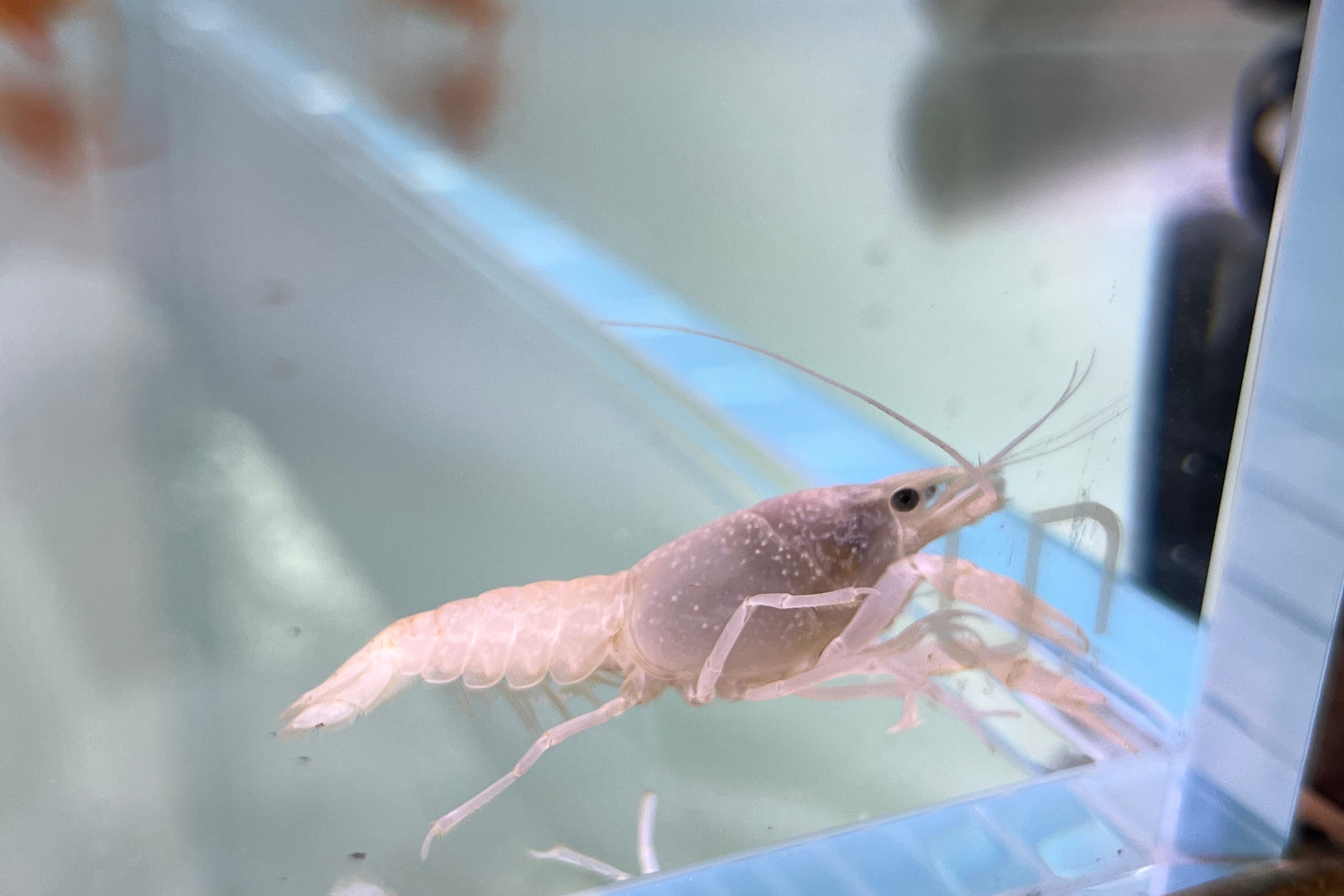 White Crayfish for Sale | Freshwater Crayfish – CK Fishworld