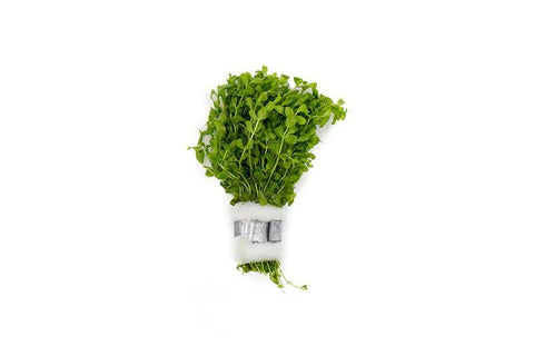 Pearl Weed – CK Fishworld